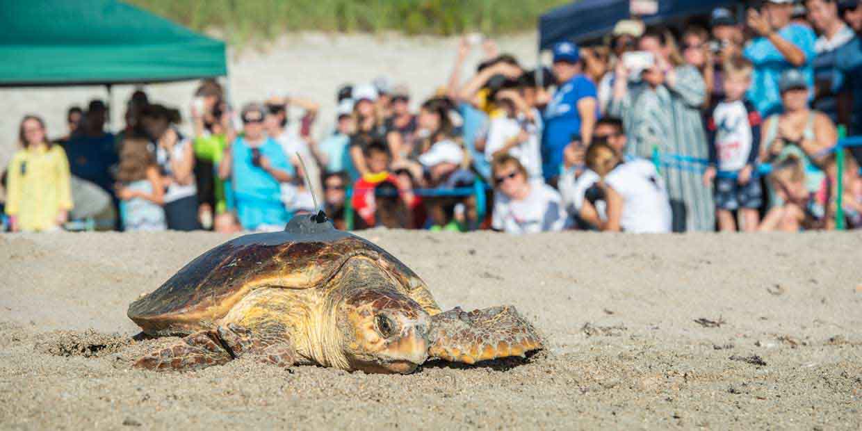 6 Fun Facts about the 12th Annual Tour De Turtles Event from Disney’s ...