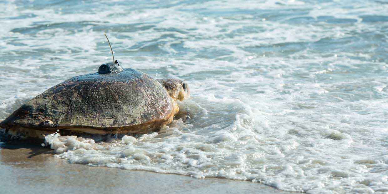 Ursula-1 – DisneyLists.com