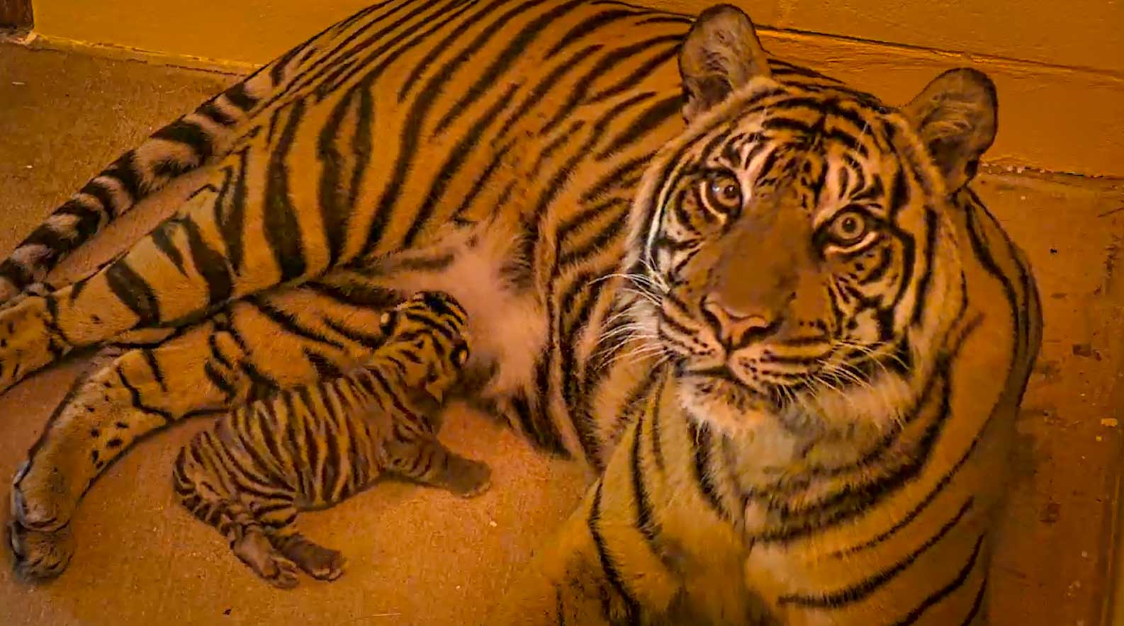 NEWS: Disney Welcomes New Tiger at Disney's Animal Kingdom ...