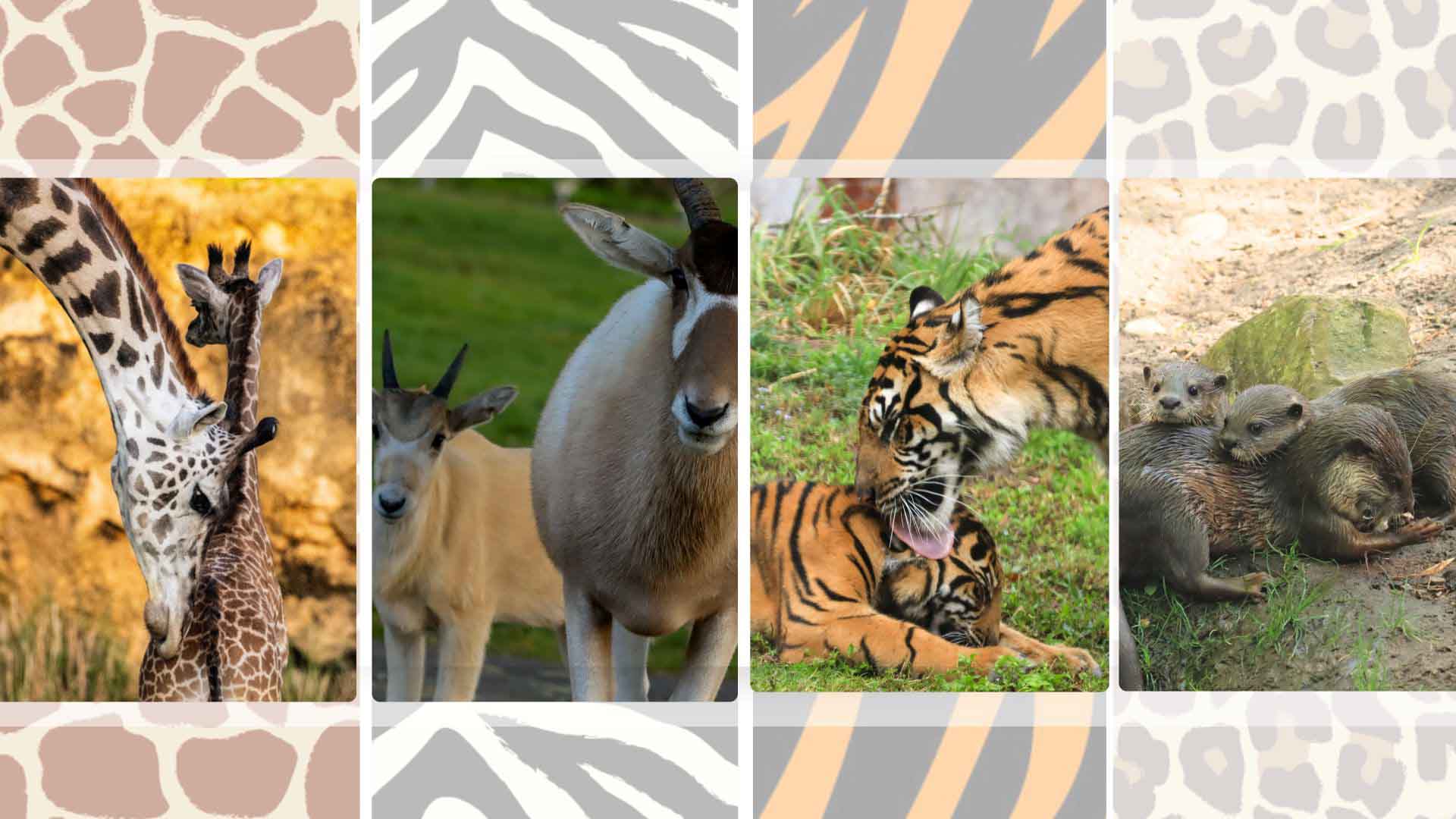 Mother's Day at Animal Kingdom: Baby Animals & Their Moms – DisneyLists.com