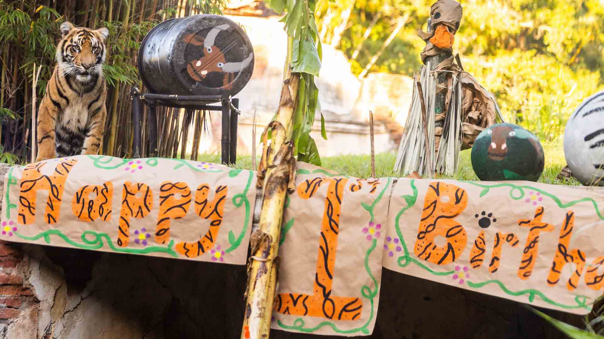 NEWS: Bakso the Tiger Turns One at Animal Kingdom – DisneyLists.com